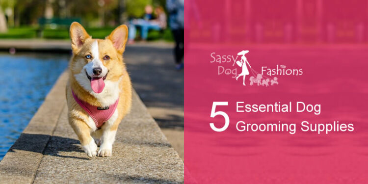 5 Essential Dog Grooming Supplies - Sassy Dog Fashions