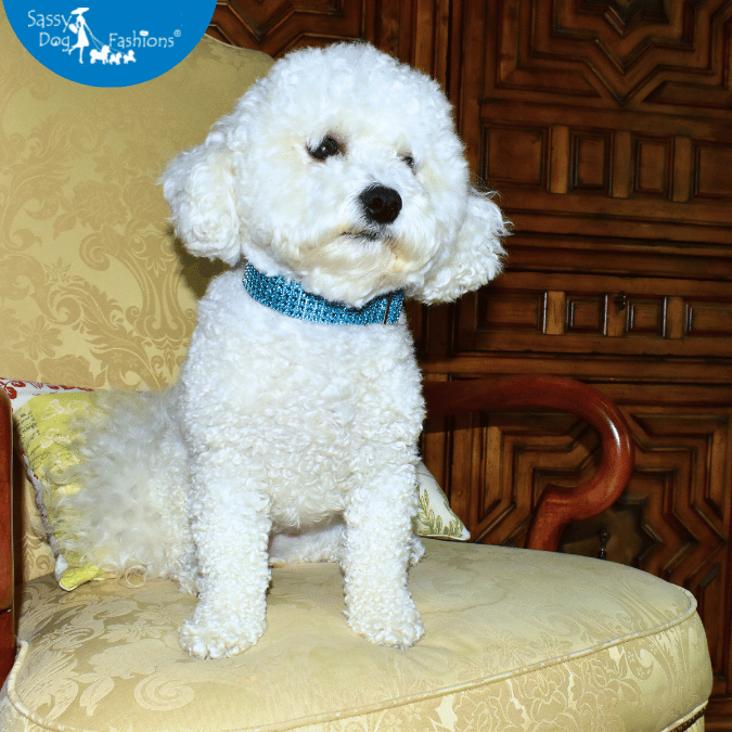 Designer Blue Rhinestone Bling Dog Collar Gift | SassyDogFashions
